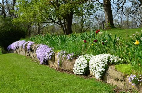 How To Grow And Care For Creeping Phlox