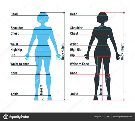 Female Size Chart Anatomy Human Character People Dummy Front View Stock