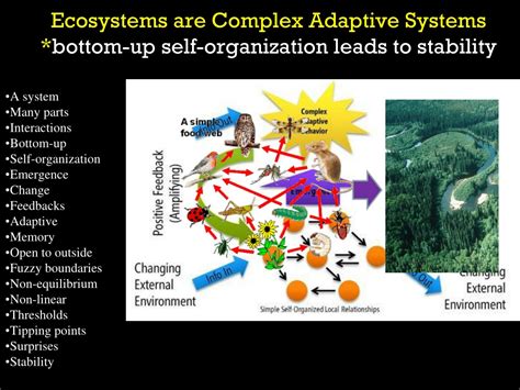 Ppt Ecosystem Stability Components And Models Powerpoint