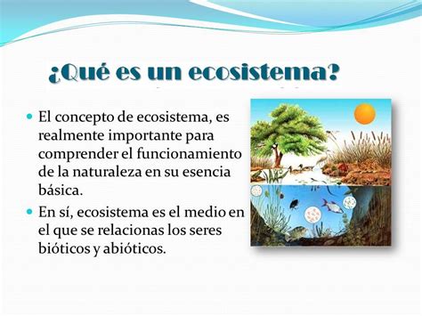 Que Es Un Ecosistema Para Ninos Definicion Funcionamiento Tipos Y