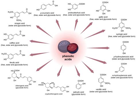 Vaccinium Uliginosum And Vaccinium Myrtillus—two Species—one Used As A