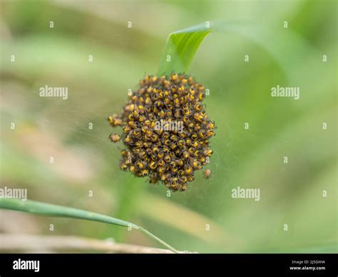 Small Yellowish Spider