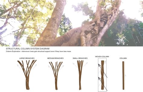 Forest Inspired Canopy Structure Design Form And Performance