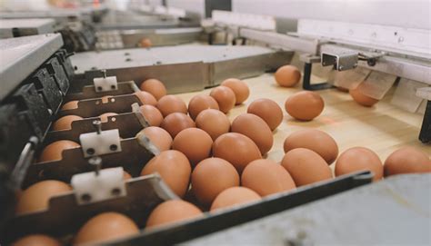 신선한 계란으로 생산 라인을 선별하고 등급을 매기는 계란 공장 0명에 대한 스톡 사진 및 기타 이미지 0명 가금류 개체