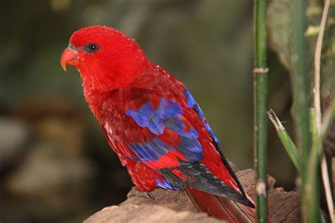 Red Lory Eos Bornea Or Eos Rubra Beautiful Birds Wild Birds Different Birds