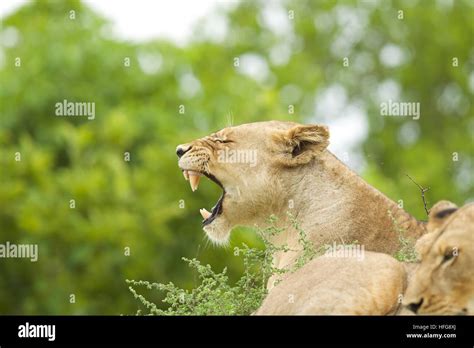 Kruger National Park Lioness Lion Nature Safari Wildlife Green Grass