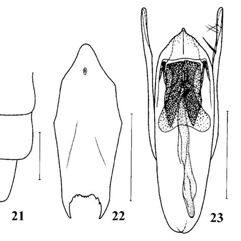 Details Of Stenus Latipectus Sp Nov 21 Male 6th 8th Sternites Download Scientific Diagram