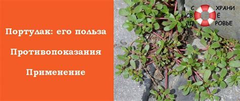 Портулак огородный: лечебные свойства и противопоказания, фото, состав ...