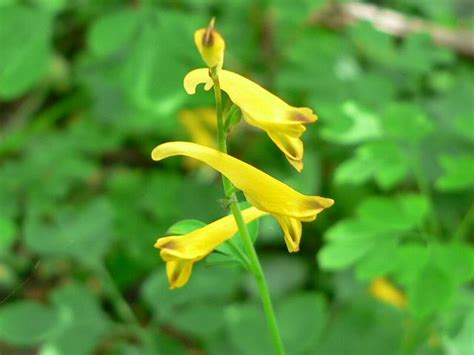 長実の蔓黄華鬘ナガミノツルキケマン 新四季の花