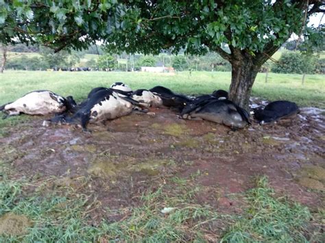 Raio Durante Chuva Mata Nove Vacas Leiteiras E Um Touro Na Zona Rural