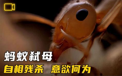 从0到1：一只单飞的蚁后，如何搭建自己的独立王国？ 纪录频道cn 纪录频道cn 哔哩哔哩视频
