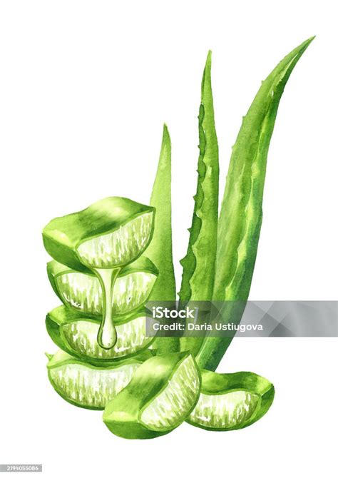 알로에 베라 잎과 젤 조각이 떨어집니다 수채화 손으로 그린 그림 흰색 배경에 고립 건강관리와 의술에 대한 스톡 벡터 아트 및