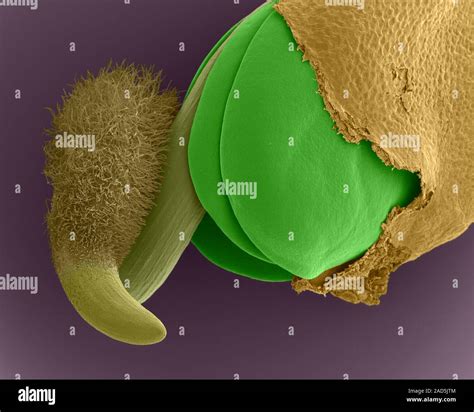 Radish Seed Germination Raphanus Sativus Coloured Scanning Electron Micrograph Sem Root