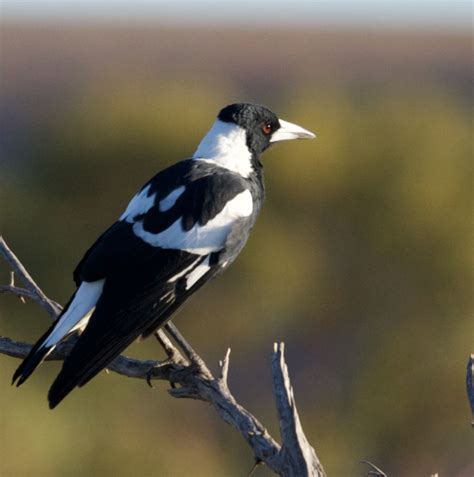 Australian Magpie • Flinders Ranges Field Naturalists