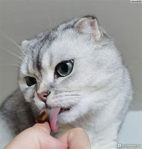 Витамины GimCat Duo-Paste Multi-Vitamin с тунцом - «Хорошая витаминная ...