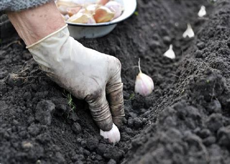 Planter De L Ail Au Jardin Ou En Pot Tout Ce Qu Il Faut Savoir