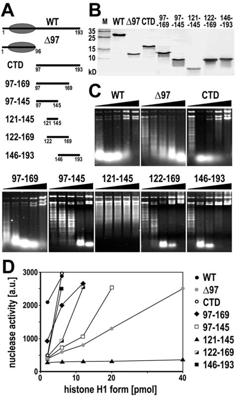Mapping The C Terminal Domain Of Histone H1 Responsible For Stimulation