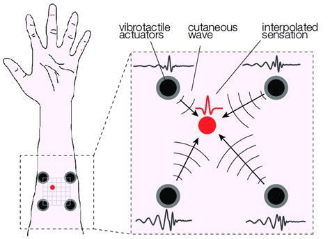 Cutaneous Wave Focusing The Harmonic Contents Of The Signal Sent To