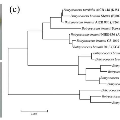Cell Morphology Of Botryococcus Braunii Scs 1905 A B And The Download Scientific Diagram