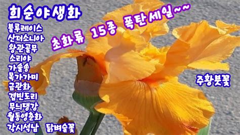 희순야생화 블루레이스숙근비올라리모니움산더소니아겹접시꽃금화규초코코스모스정원장미무늬은매화소리야가솔송목가가미왕관골무겹빈돌이무늬댕강천황매각시석남닭