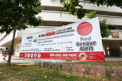 Rise In Dengue Cases In Past Month 455 Cases Reported Over Two Weeks In January The Straits Times