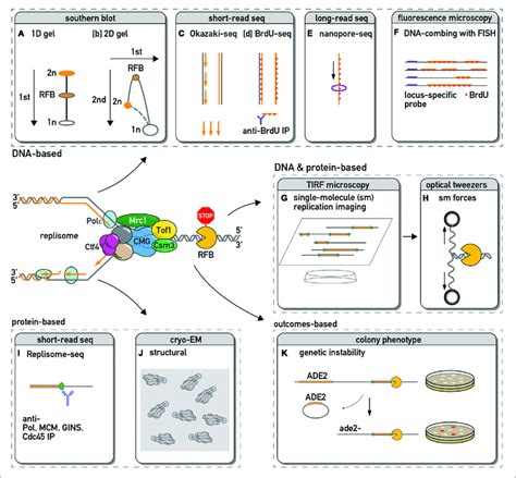 Methods Used To Study Replication Fork Barriers And Replisome