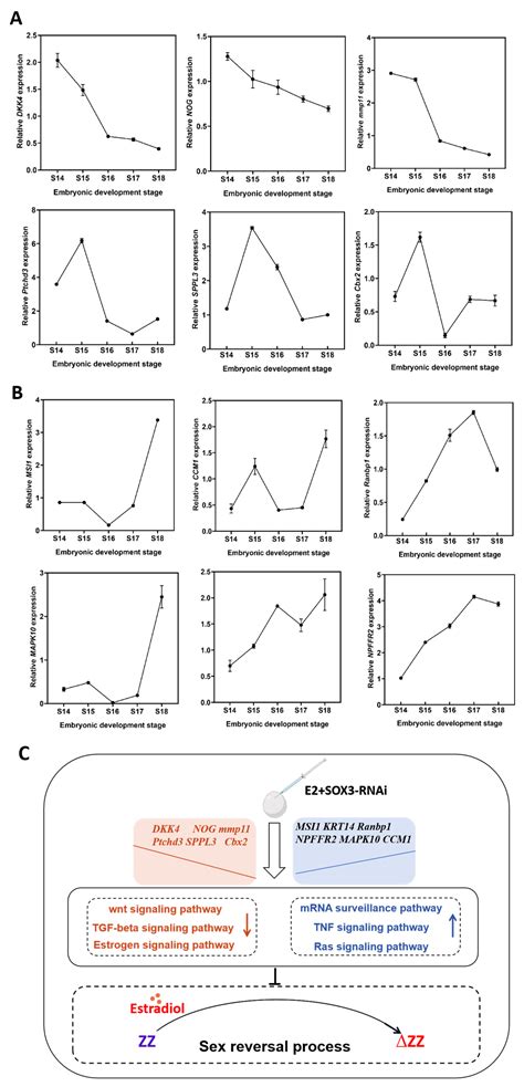 Role Of Sox3 In Estradiol Induced Sex Reversal In Pelodiscus Sinensis