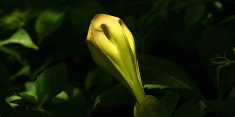 Chalice Vine Solandra A Vine With Stunning Cup Flowers