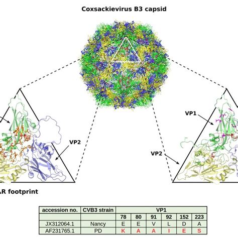 Amino Acids Of The Cvb3 Capsid Involved In Car And Heparan Sulfate