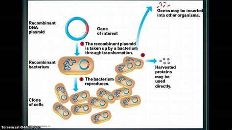 Biotechnology Cloning And Genetic Engineering Youtube
