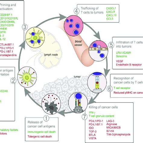 Cancer Immunity Cycle Reprinted From Immunity Vol 39 Issue 1 Daniel