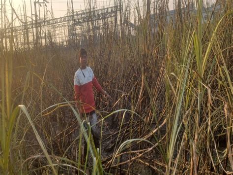 Fire Broke Out In Sugarcane Field Due To Short Circuit Six Bighas Of