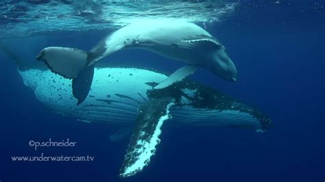 Nature TV Emotions In Blue Relax And Meditate With Humpback