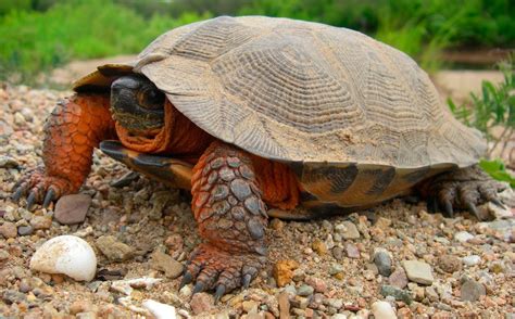 ¿por Qué Las Tortugas Tienen Caparazón