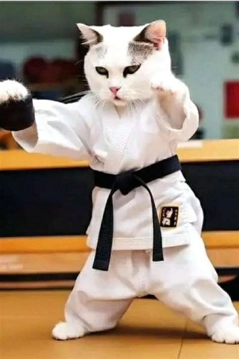 Pin By Жанна Морозова On котики Karate Cats