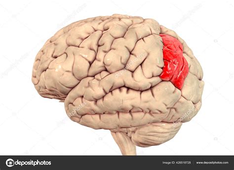 Brain Angular Gyrus