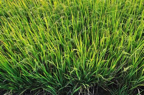 پوسیدگی طوقه برنج Bakanae Disease Rice Foot Rot White Stalk دی مگ