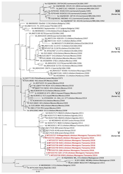 Phylogenetic Analysis Of Newcastle Disease Virus Genotype V Isolates