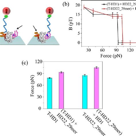 Measurement Of The Binding Forces Of Monovalent And Bivalent Download Scientific Diagram