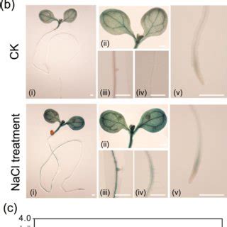 Subcellular Localization And Tissue Specific Expression Pattern Of