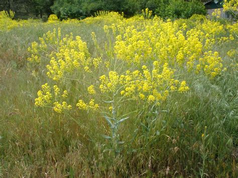 My Botany Blog Dyer S Woad Isatis Tinctoria