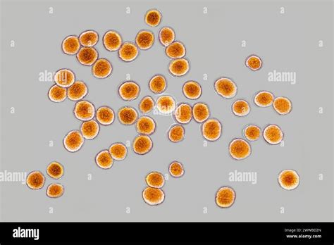 Staphylococci Staphylococcus Pyogenes Aureus Bacteria Responsible