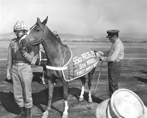 News Article Sergeant Reckless
