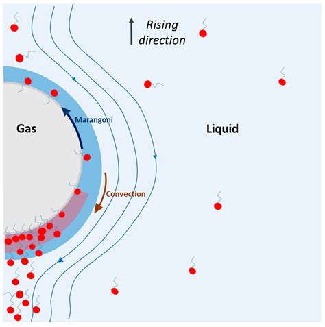 Gasliquid Mass Transfer Around A Rising Bubble Combined Effect Of Rheology And Surfactant