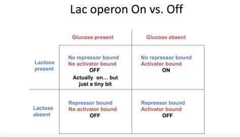 Genetics Final Genetics Exam 2 Genetics Exam 1 Flashcards Quizlet