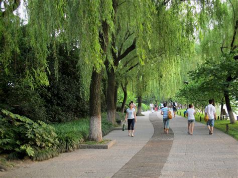 柳浪闻莺图册360百科