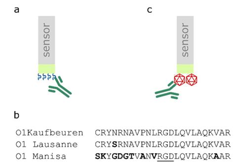 A Biotinylated Peptides Blue Are Loaded Onto The Download