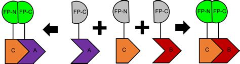 The Bifc Assay In Plants Lifeasible