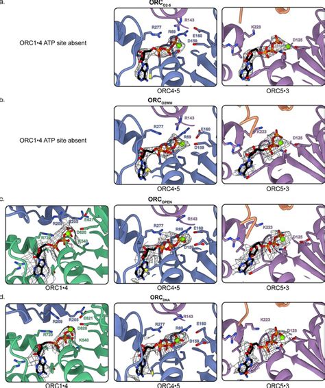 Figures And Data In The Dynamic Nature Of The Human Origin Recognition