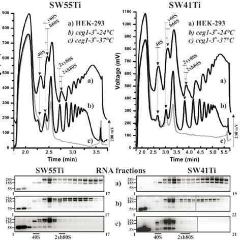 Sensitivity Limit And Versatility Of Polysome Profiling In Sw55ti